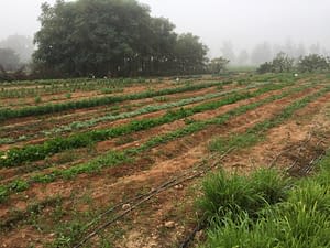 Sekem farm - Egypt - OurEarth